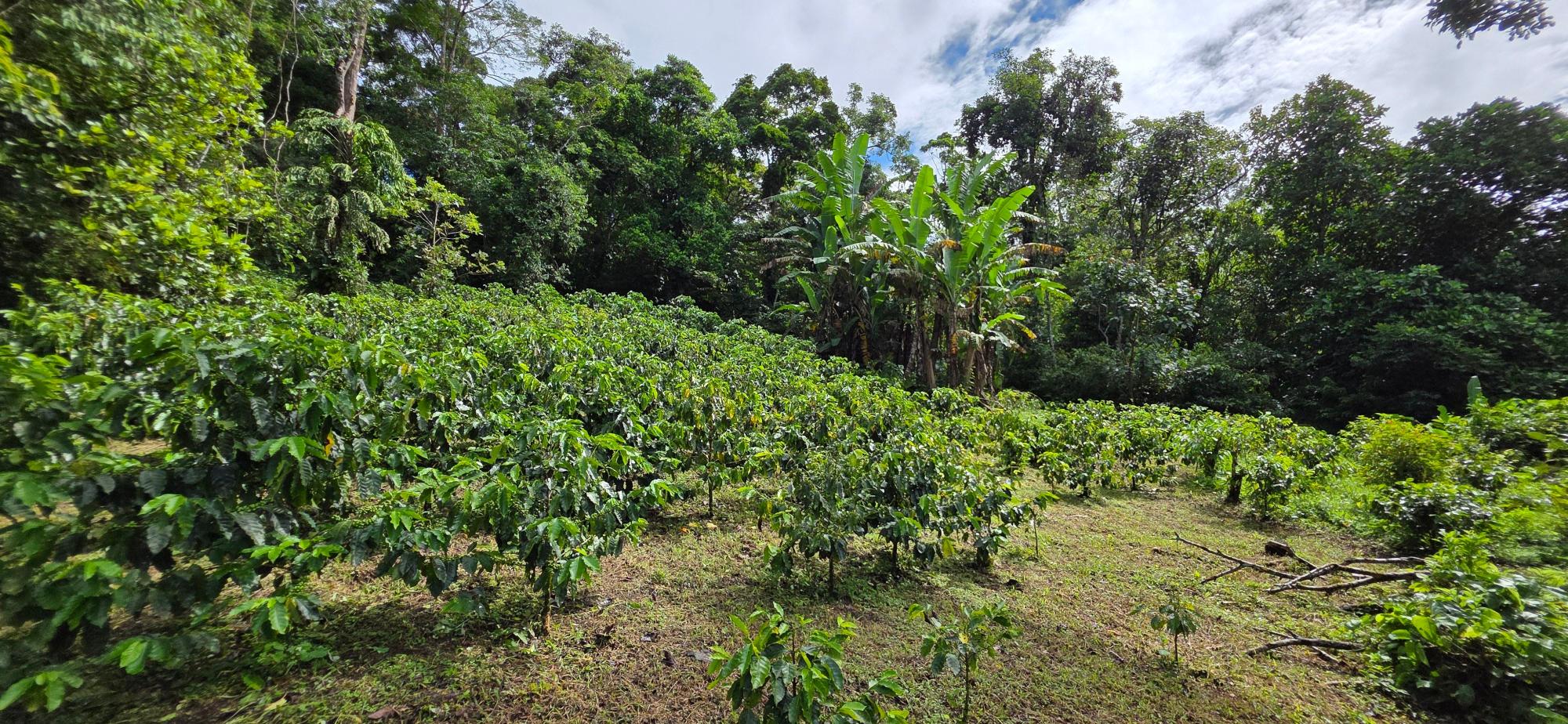 Sale of a 5-hectare lot on the border/Costa Rica - DGR Panama Real Estate